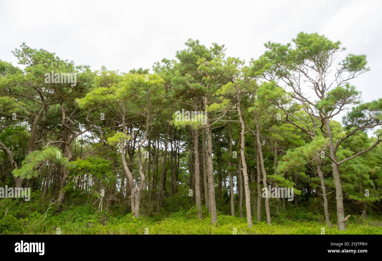 pitch pine (Pinus rigida Stock Photo - Alamy