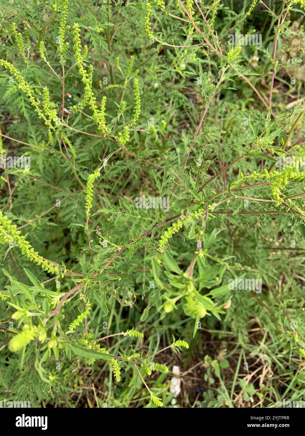 common ragweed (Ambrosia artemisiifolia Stock Photo - Alamy
