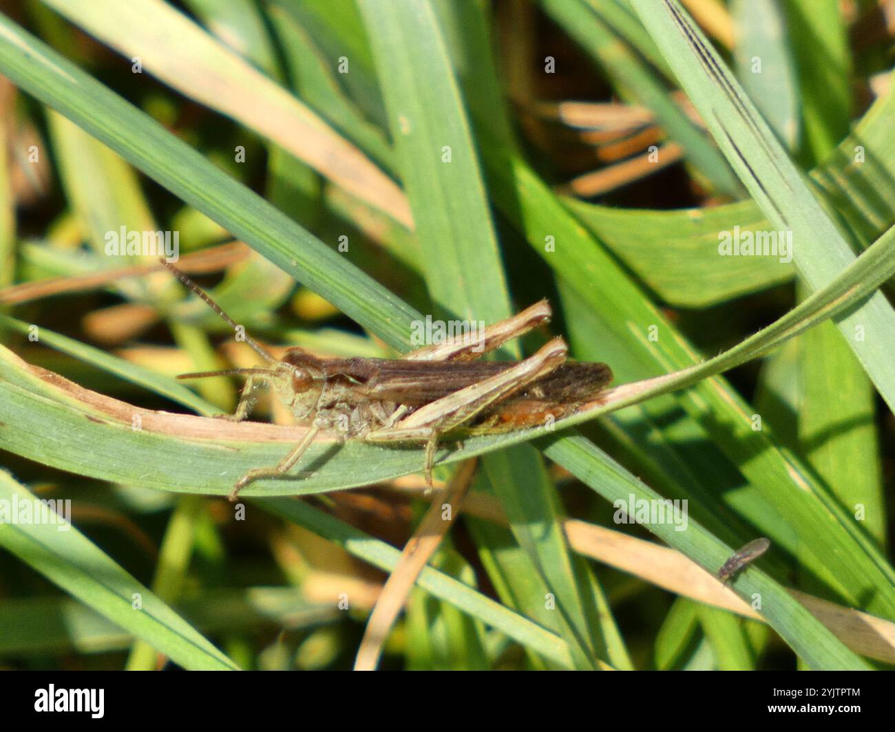 Bow-winged Grasshopper (Chorthippus biguttulus Stock Photo - Alamy
