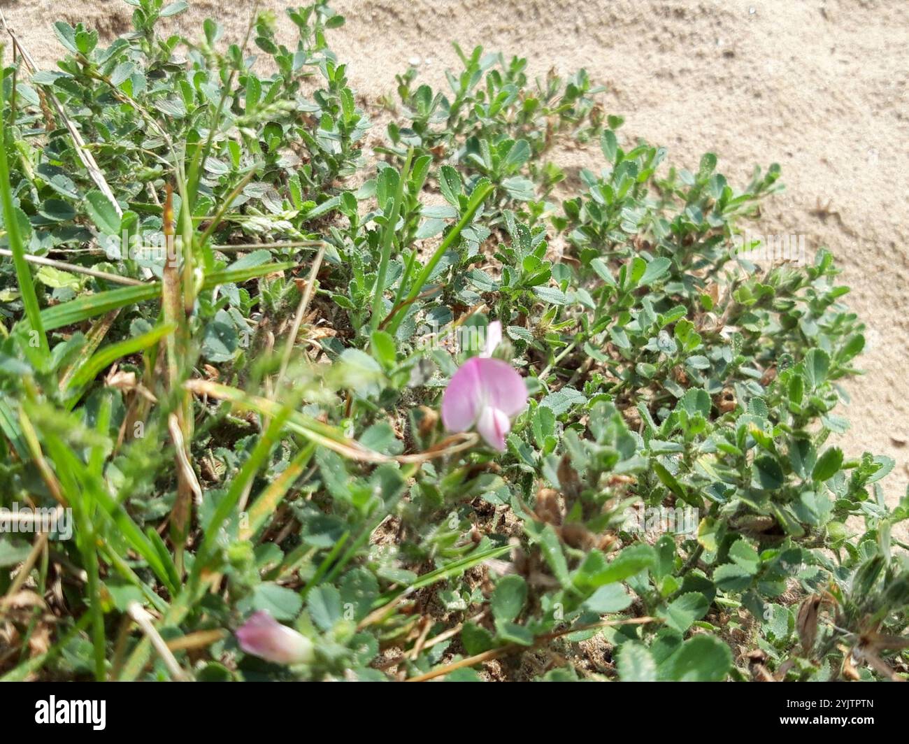 common restharrow (Ononis spinosa procurrens Stock Photo - Alamy