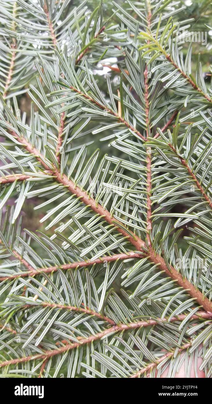 Pacific silver fir (Abies amabilis Stock Photo - Alamy