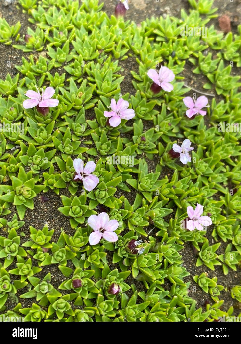 Moss Campion (Silene acaulis Stock Photo - Alamy