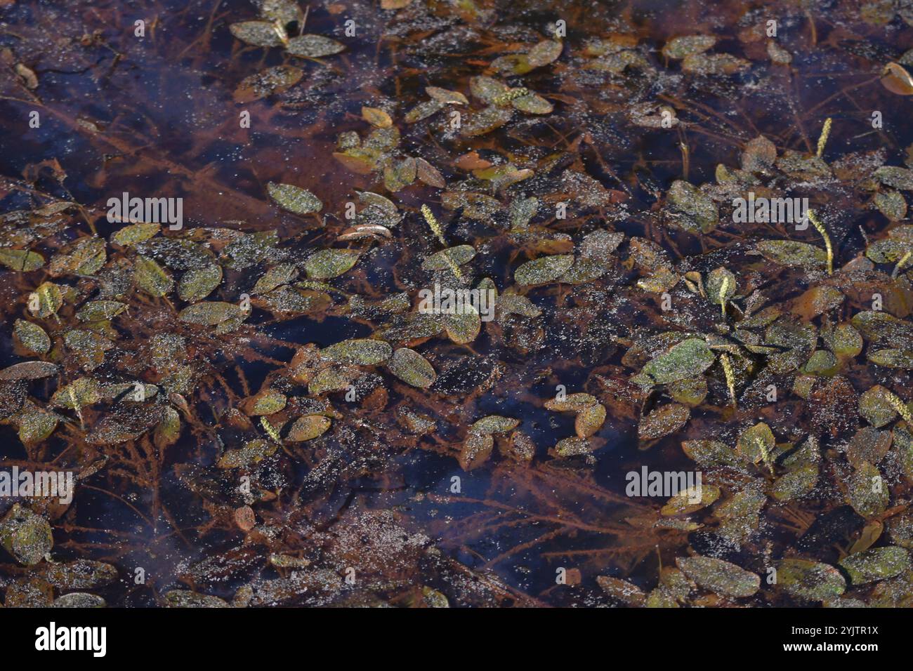 floating-leaved pondweed (Potamogeton natans Stock Photo - Alamy