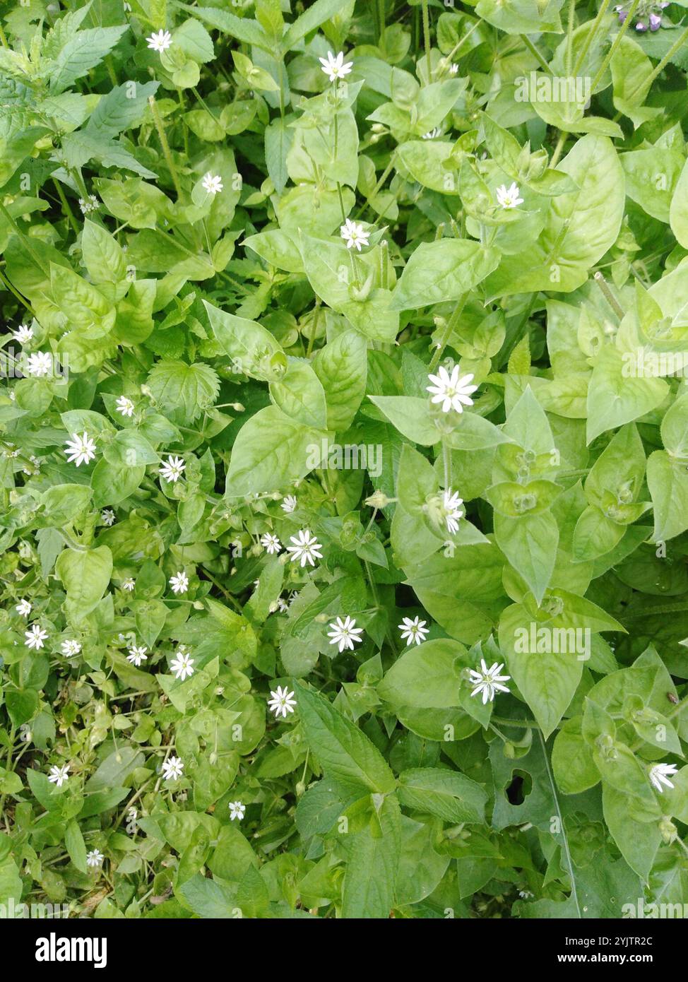 Water Chickweed (Stellaria aquatica Stock Photo - Alamy