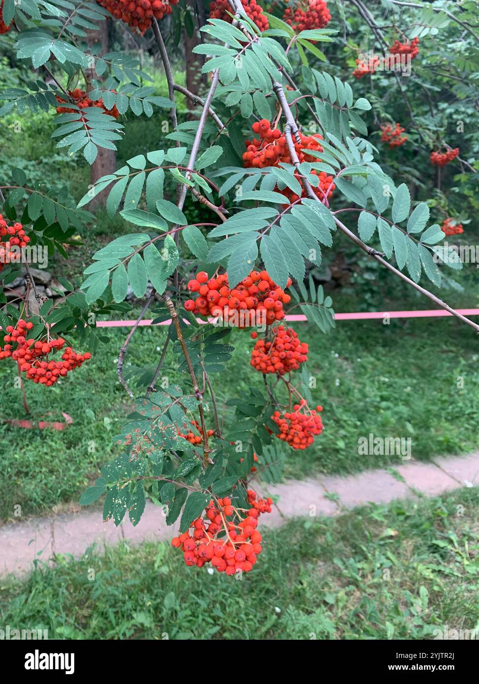 European mountain ash (Sorbus aucuparia Stock Photo - Alamy