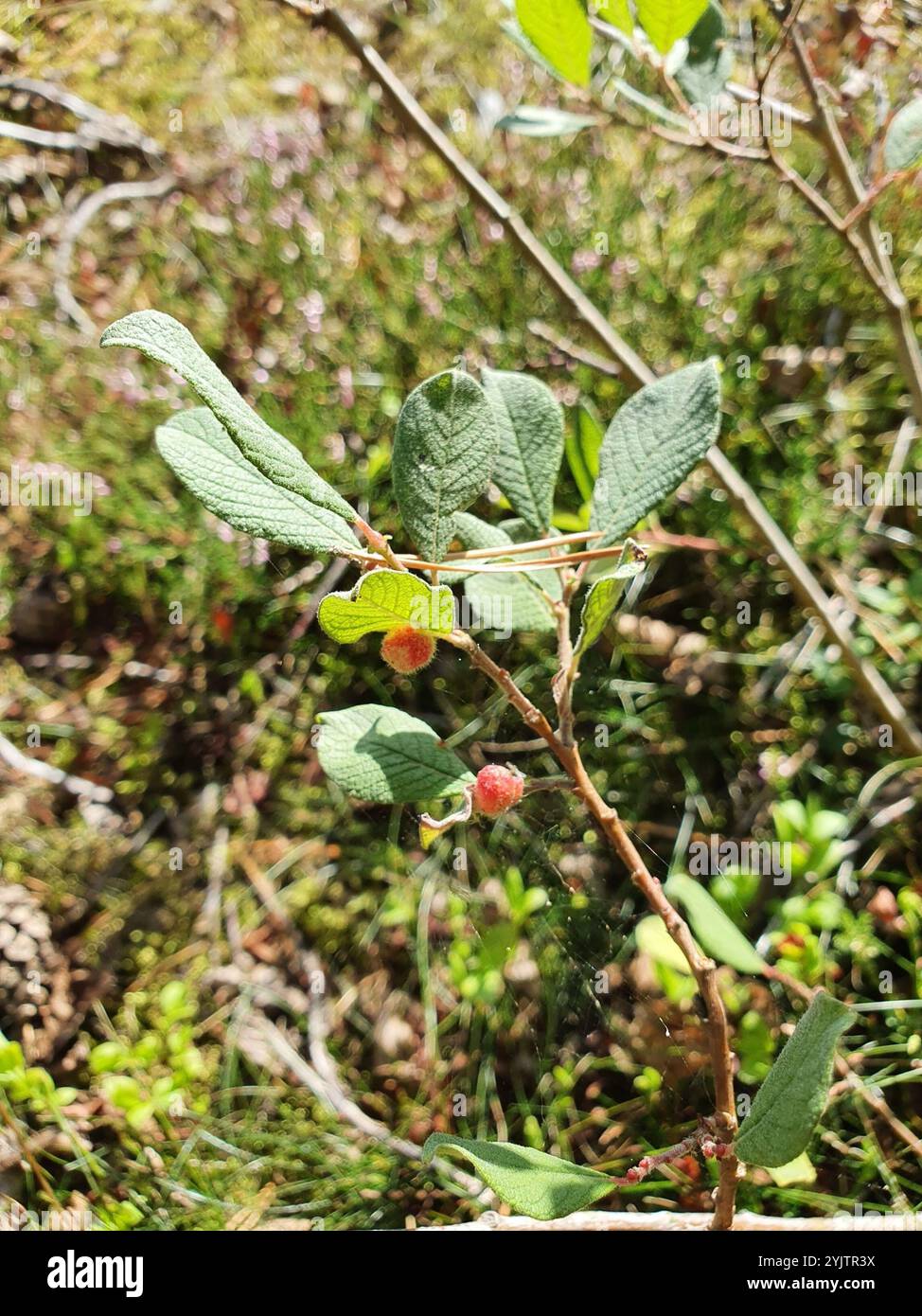 Eared Willow (Salix aurita Stock Photo - Alamy