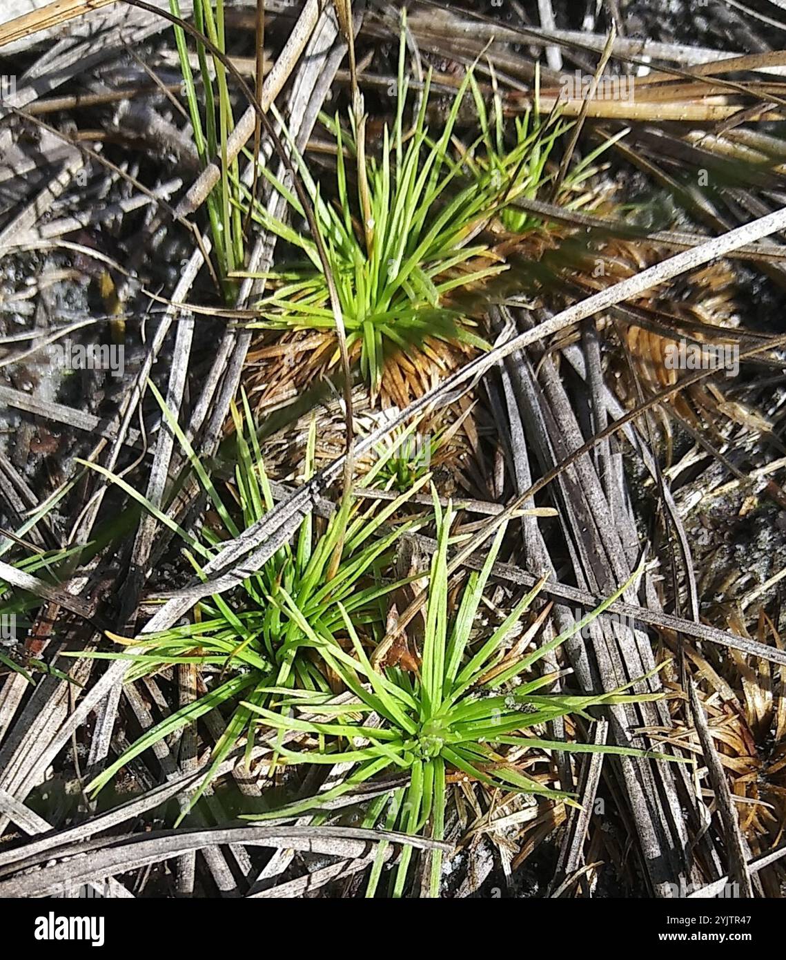 fringed star grass (Hypoxis juncea Stock Photo - Alamy