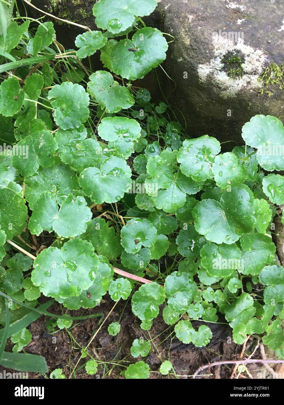 American Water-pennywort (Hydrocotyle americana Stock Photo - Alamy