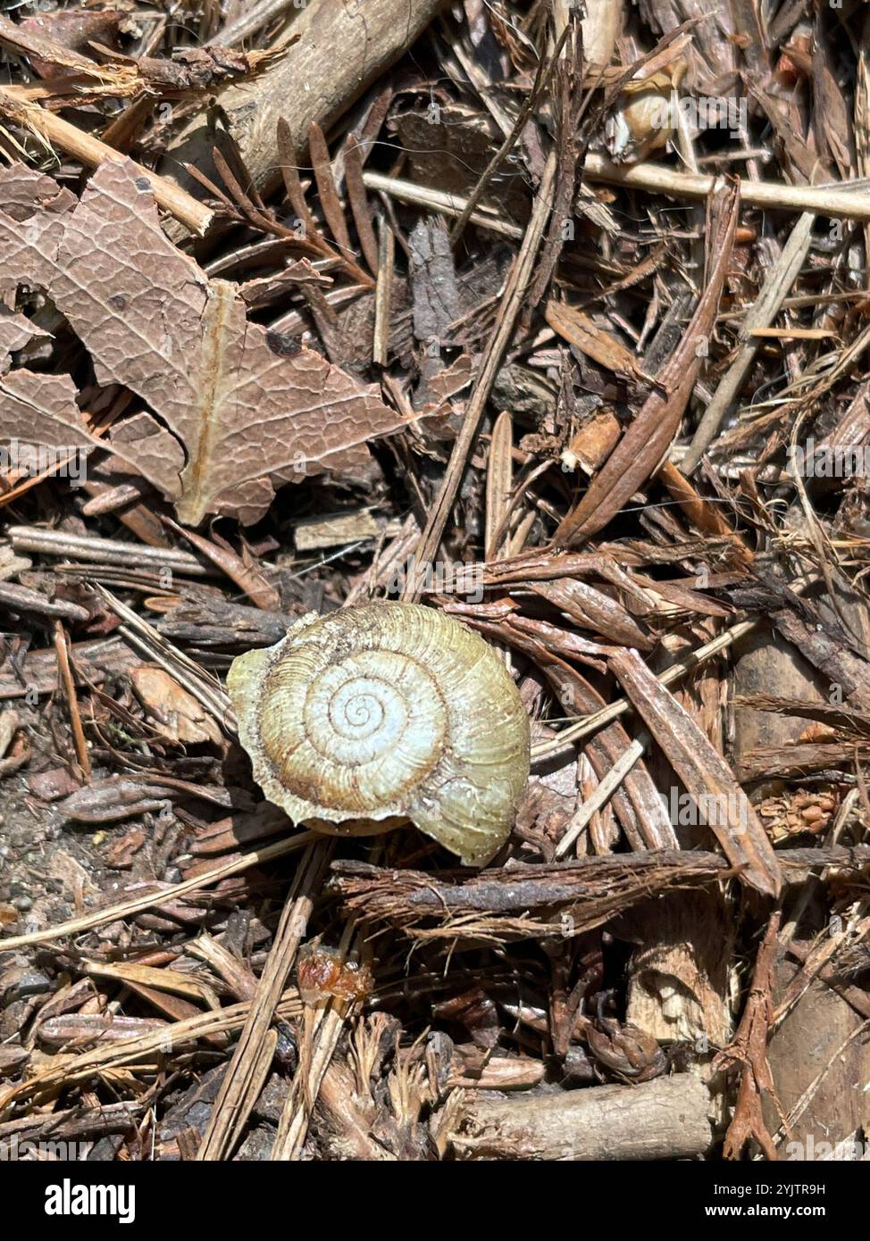 Common Land Snails and Slugs (Stylommatophora Stock Photo - Alamy