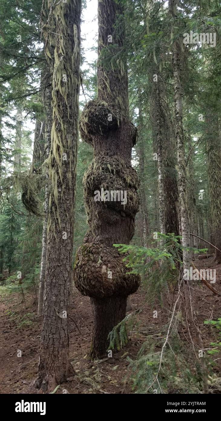 western white pine (Pinus monticola Stock Photo - Alamy