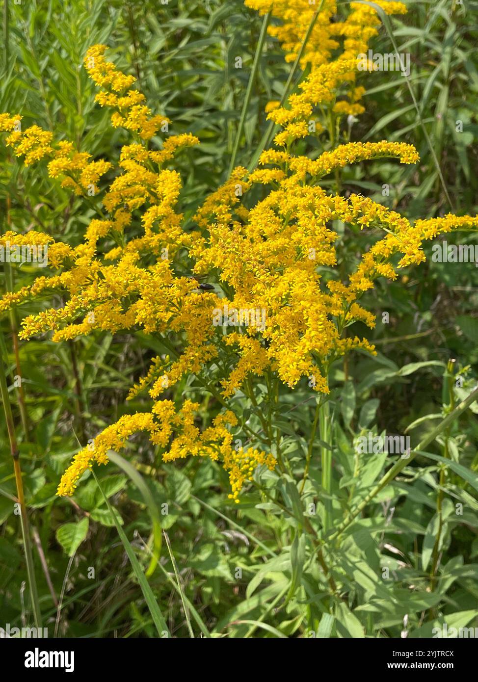 early goldenrod (Solidago juncea Stock Photo - Alamy