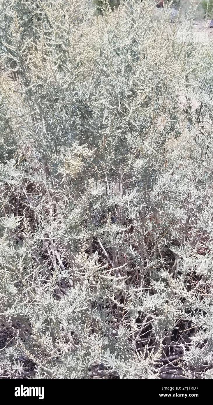 Cattle Saltbush (Atriplex polycarpa Stock Photo - Alamy