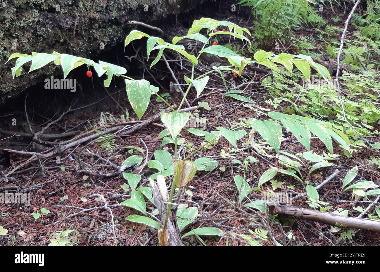 white twisted-stalk (Streptopus amplexifolius Stock Photo - Alamy