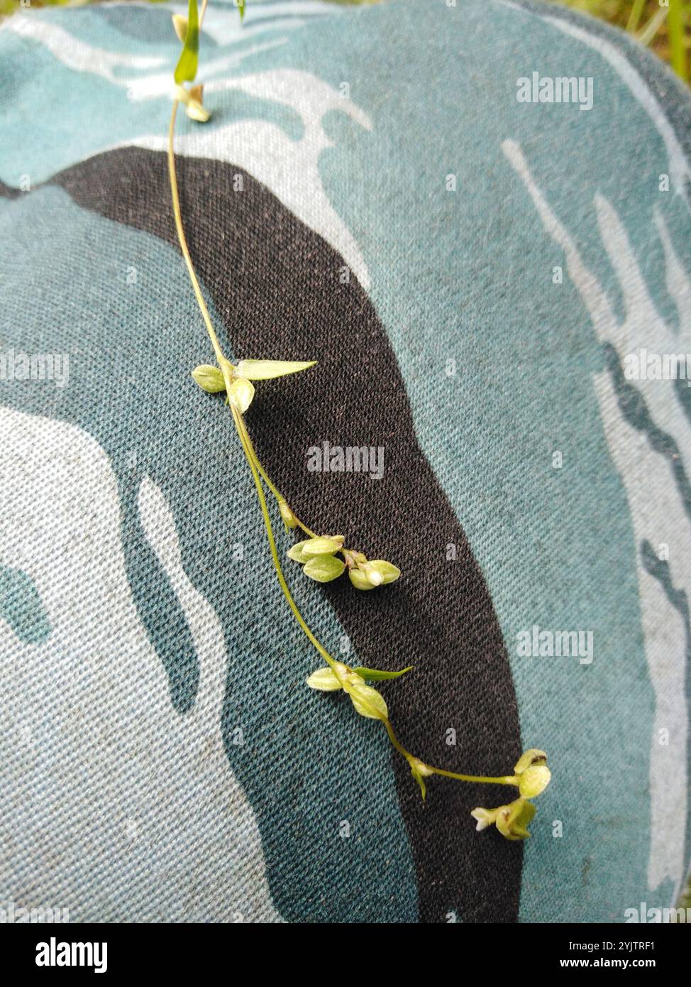 Black-bindweed (Fallopia convolvulus Stock Photo - Alamy