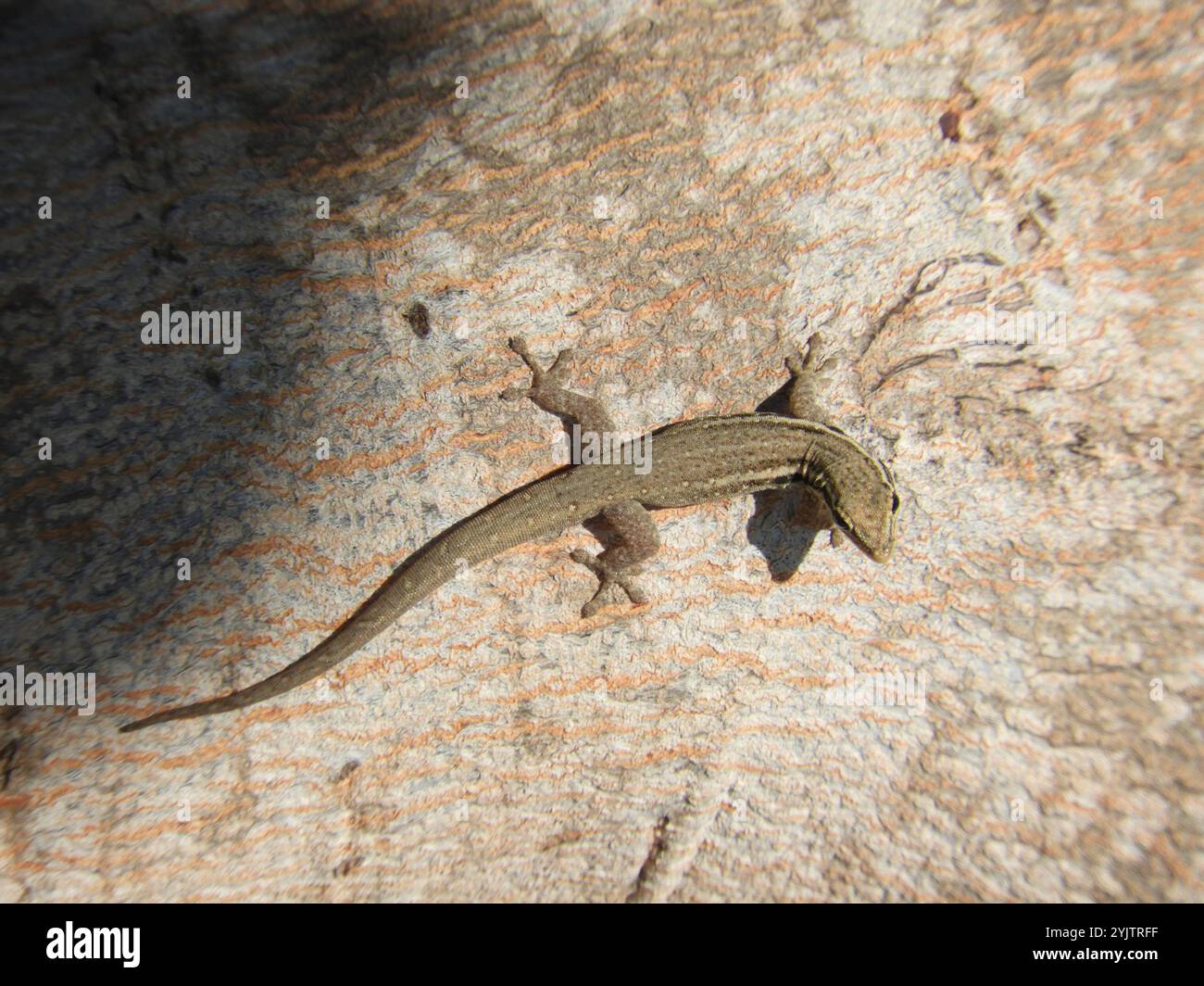 Common Dwarf Gecko (Lygodactylus capensis Stock Photo - Alamy