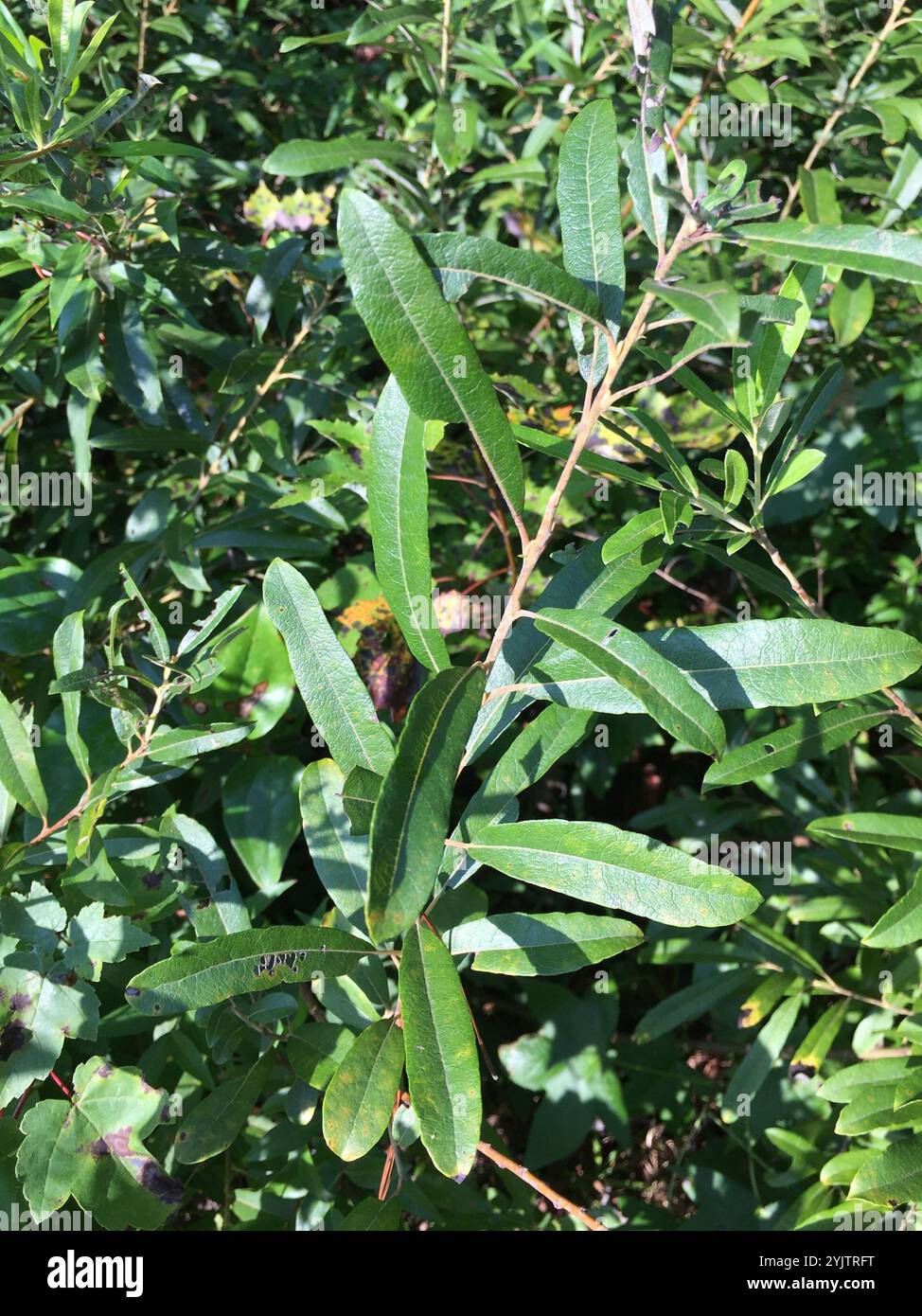Prairie Willow (Salix humilis Stock Photo - Alamy