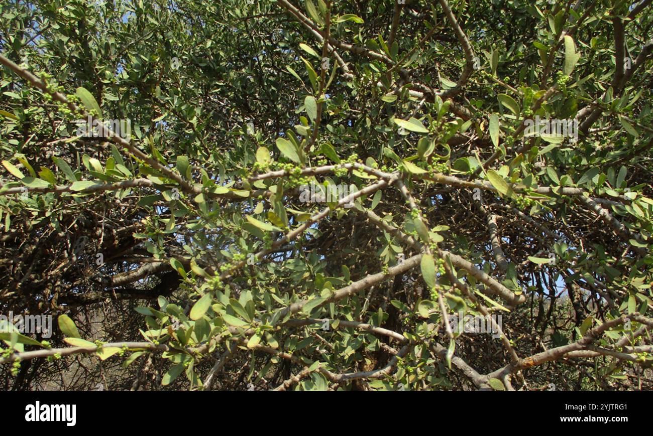 Staff vine family celastraceae hi-res stock photography and images - Alamy