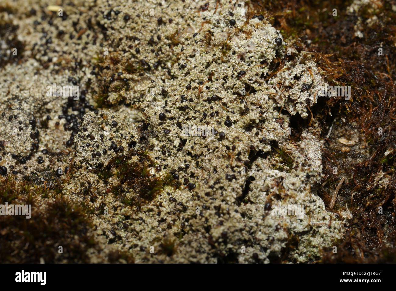 Tile Lichens (Lecidea Stock Photo - Alamy