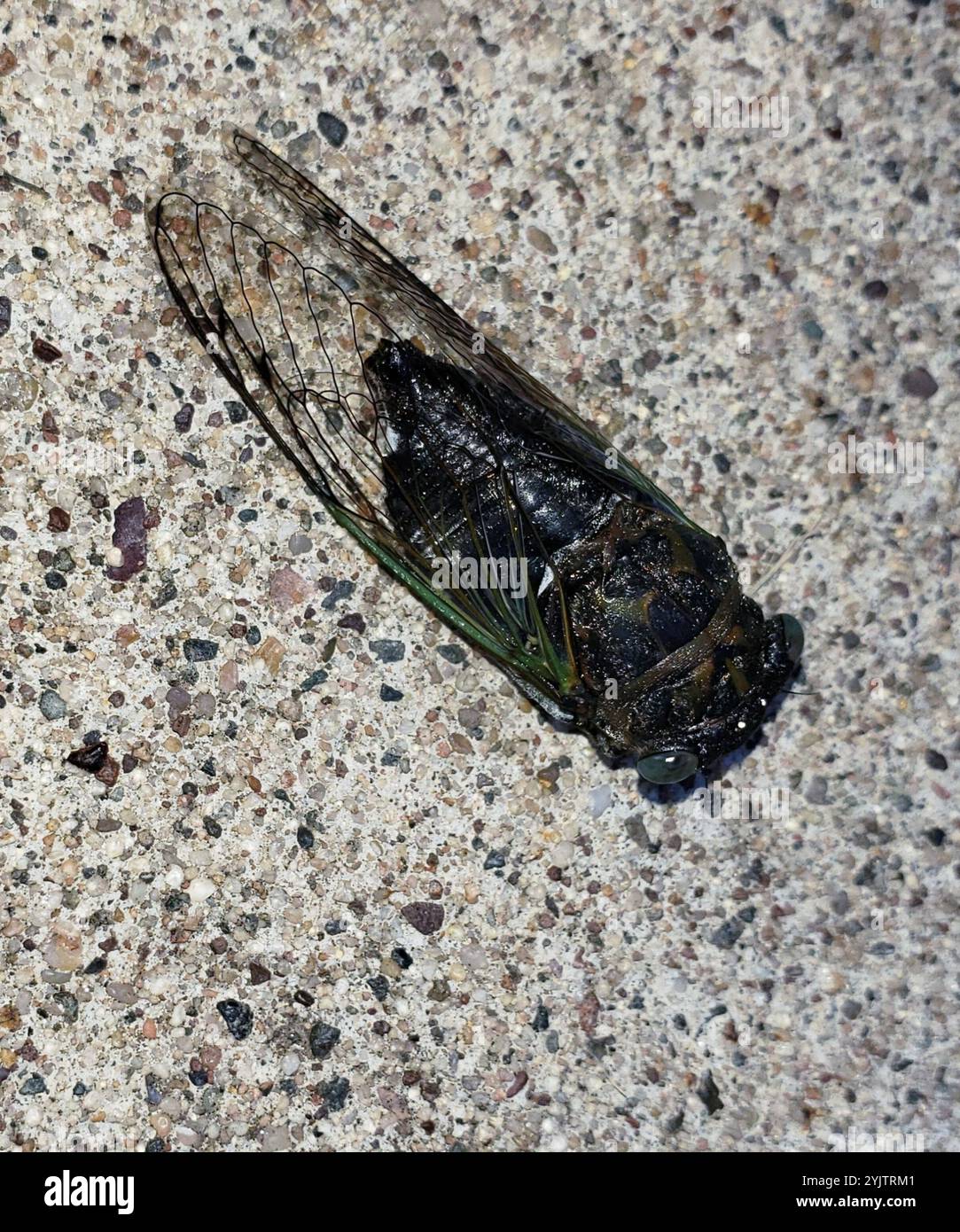 Northern Dog-day Cicada (Neotibicen canicularis Stock Photo - Alamy
