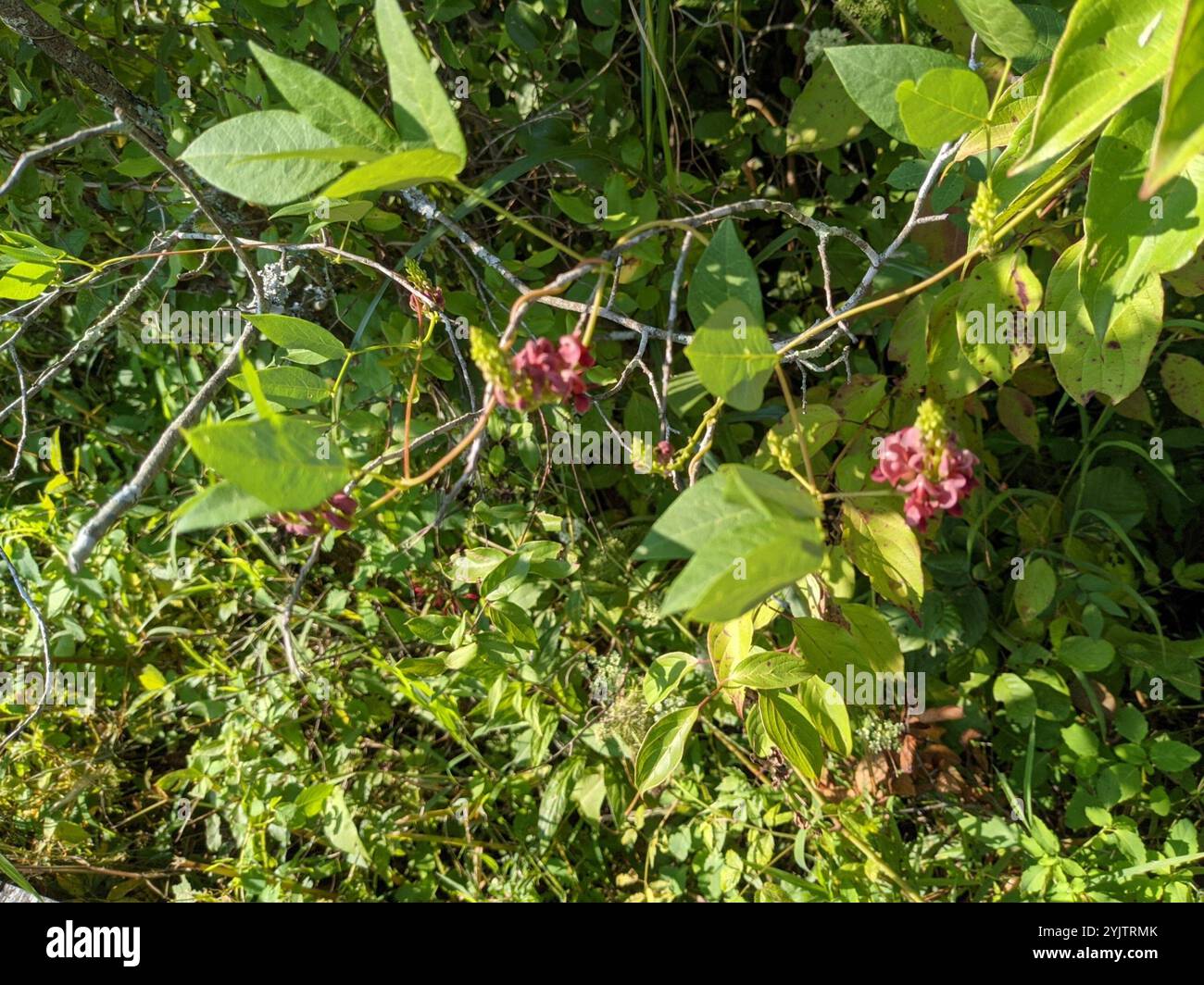 American groundnut (Apios americana Stock Photo - Alamy
