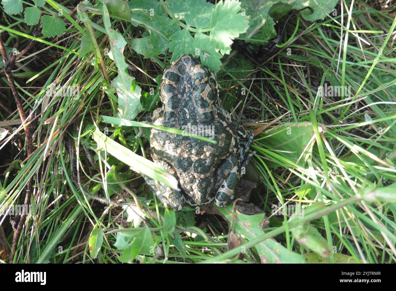 European Green Toad (Bufotes viridis viridis Stock Photo - Alamy