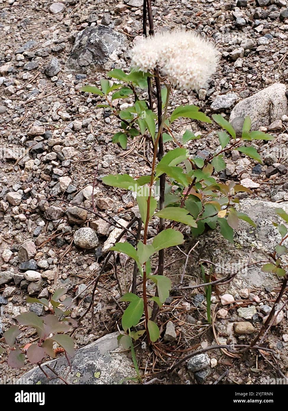 Shinyleaf Meadowsweet (Spiraea lucida Stock Photo - Alamy