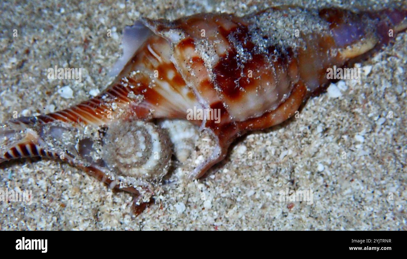 Giant triton snail hi-res stock photography and images - Alamy