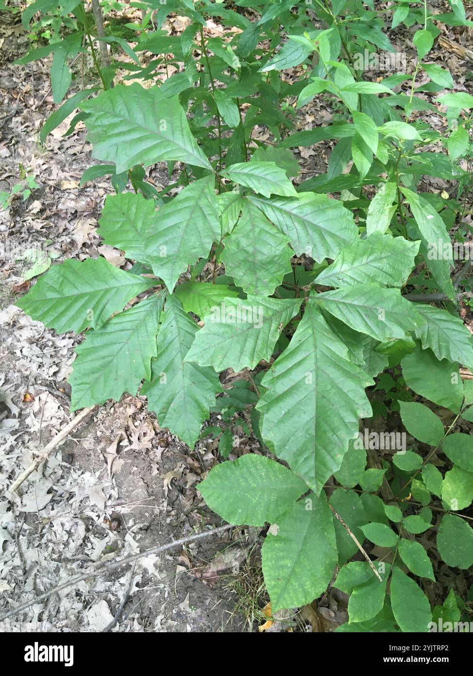 swamp white oak (Quercus bicolor Stock Photo - Alamy