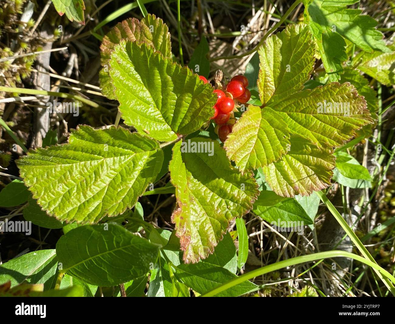 Stone Bramble (Rubus saxatilis Stock Photo - Alamy