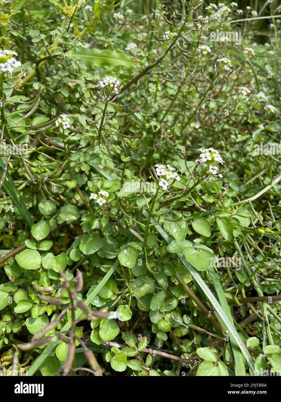 watercress (Nasturtium officinale Stock Photo - Alamy
