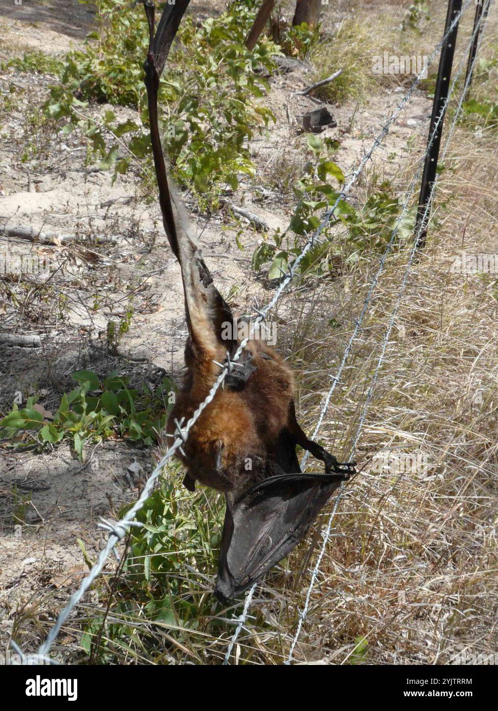 Little Red Flying-fox (Pteropus scapulatus Stock Photo - Alamy