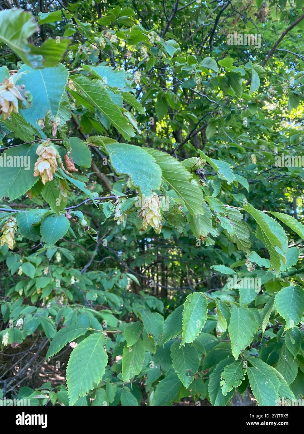 American hophornbeam (Ostrya virginiana Stock Photo - Alamy