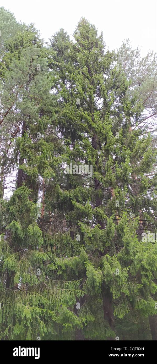 Siberian spruce (Picea obovata Stock Photo - Alamy