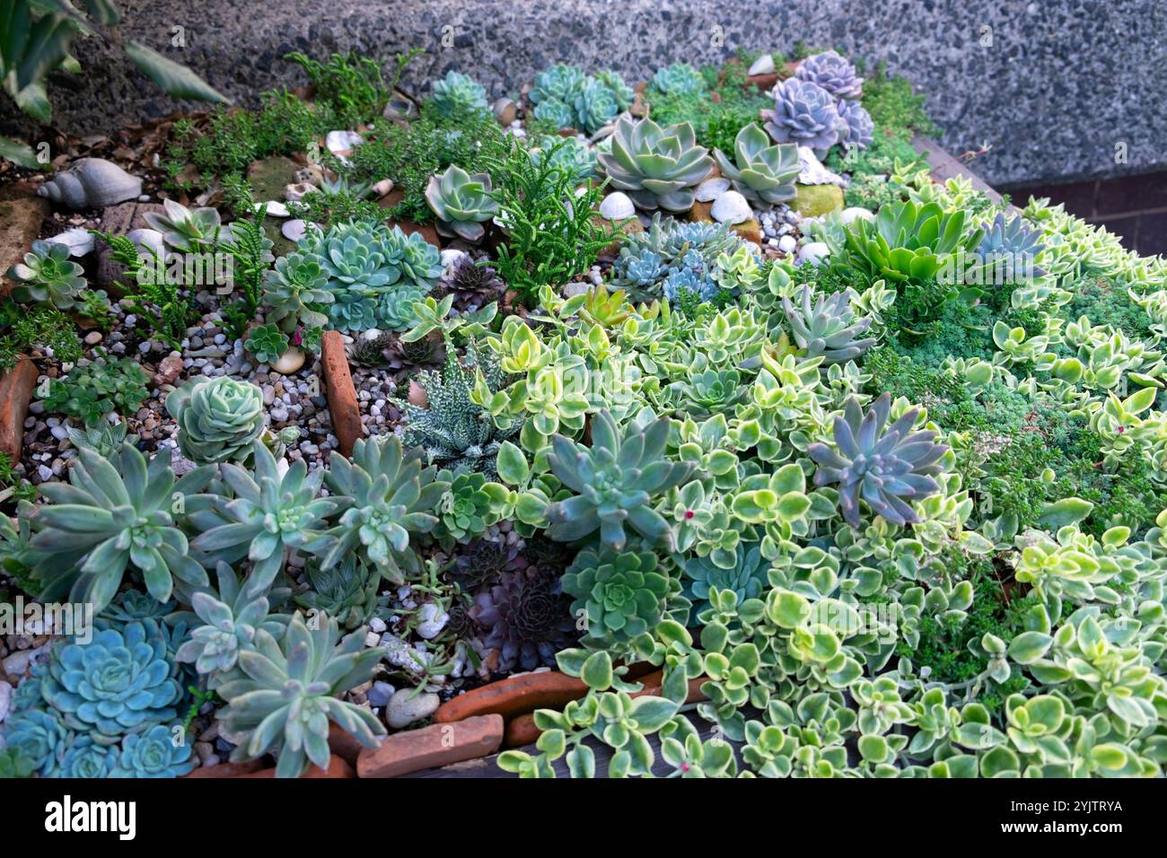 A collection succulent plants sedum sempervivums crassulas growing in a ...
