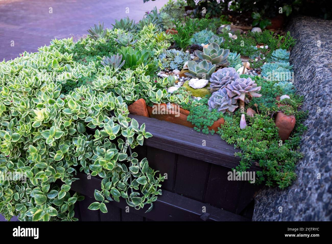 A collection group of succulents and trailing plants growing in large ...