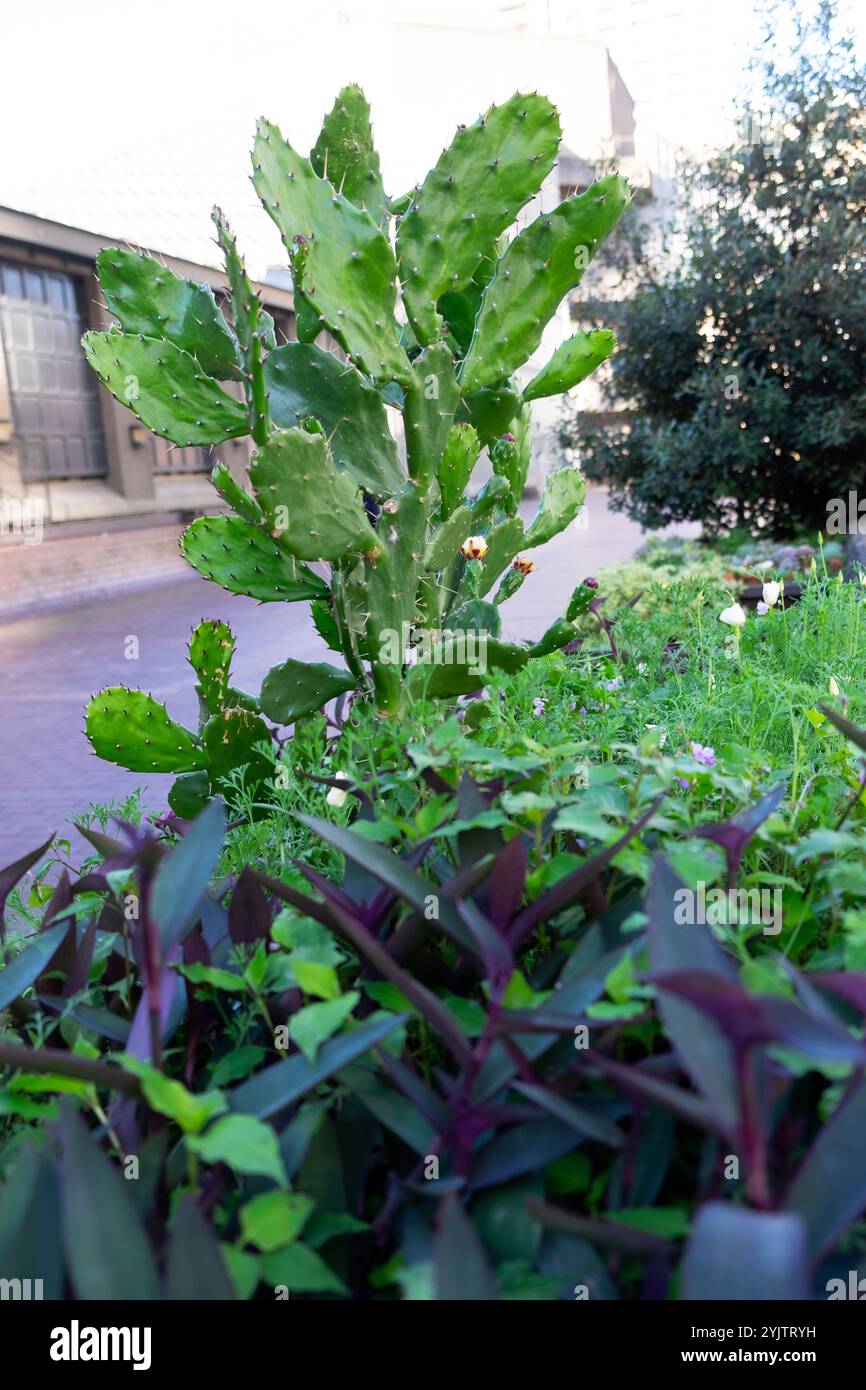 Planter on the Barbican Estate with perennial cactus and annuals ...