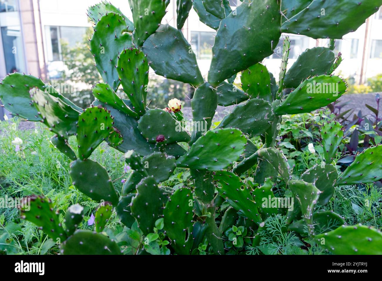 Planter on the Barbican Estate with perennial cactus and annuals ...