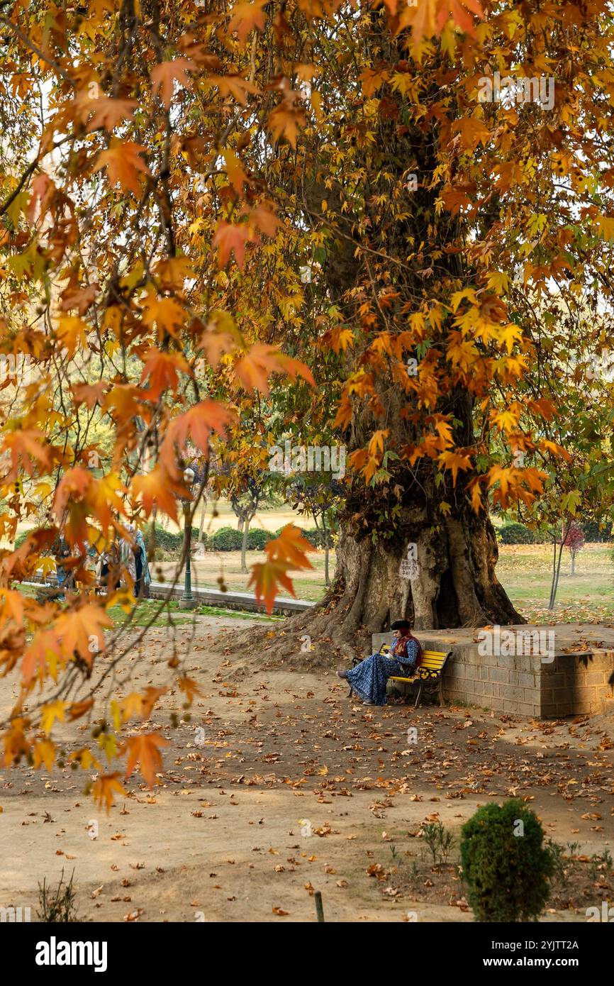 A woman is seen sitting on a bench beneath a maple tree in Mughal ...