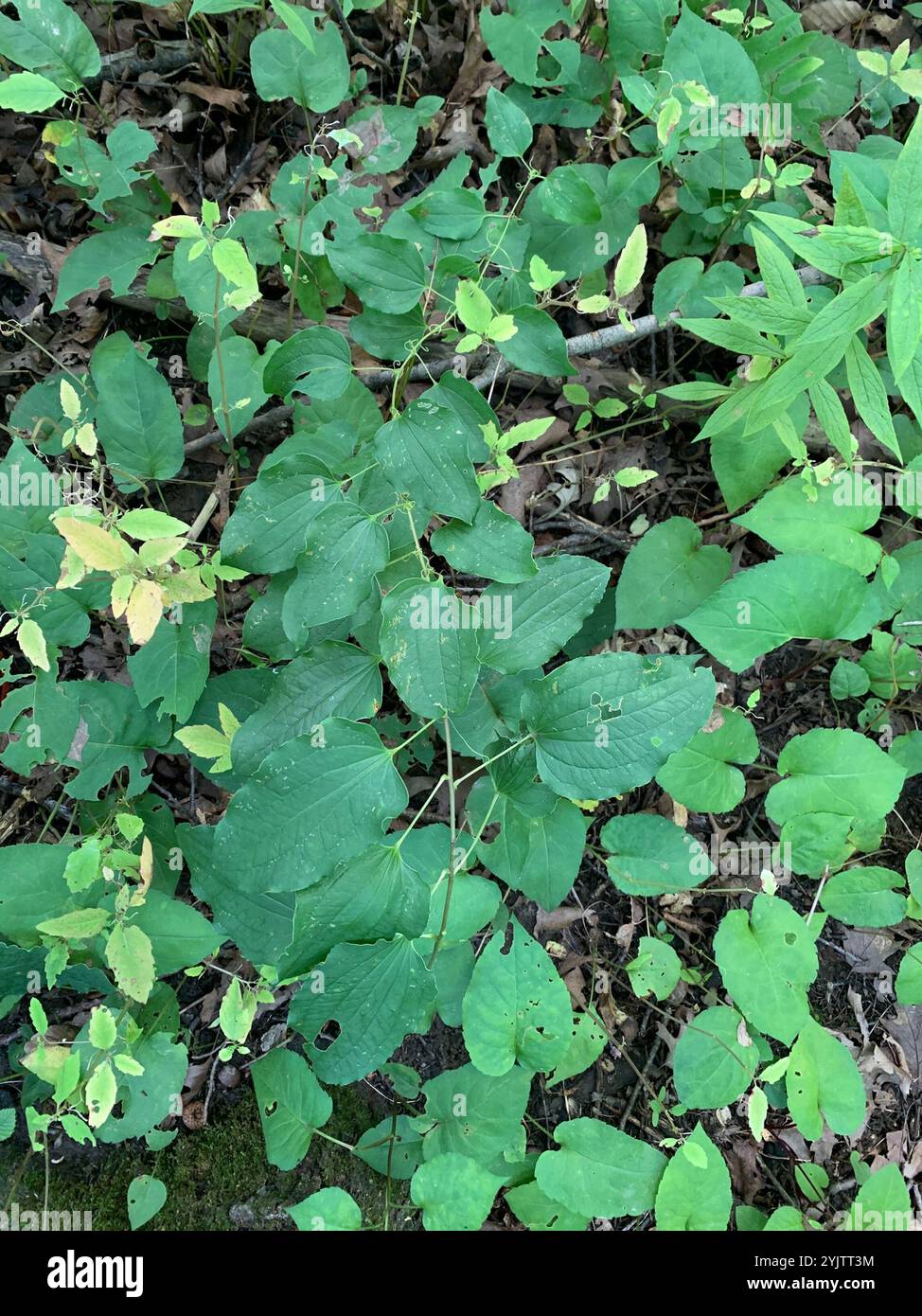 smooth carrionflower (Smilax herbacea Stock Photo - Alamy