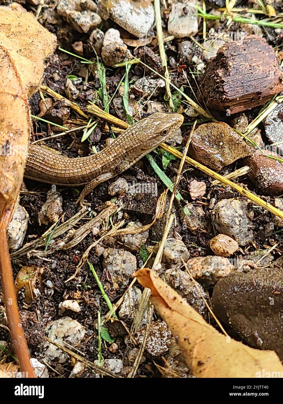 Southern Alligator Lizard (Elgaria multicarinata Stock Photo - Alamy