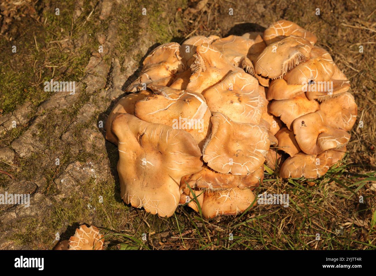 Spindleshank (Gymnopus fusipes Stock Photo - Alamy