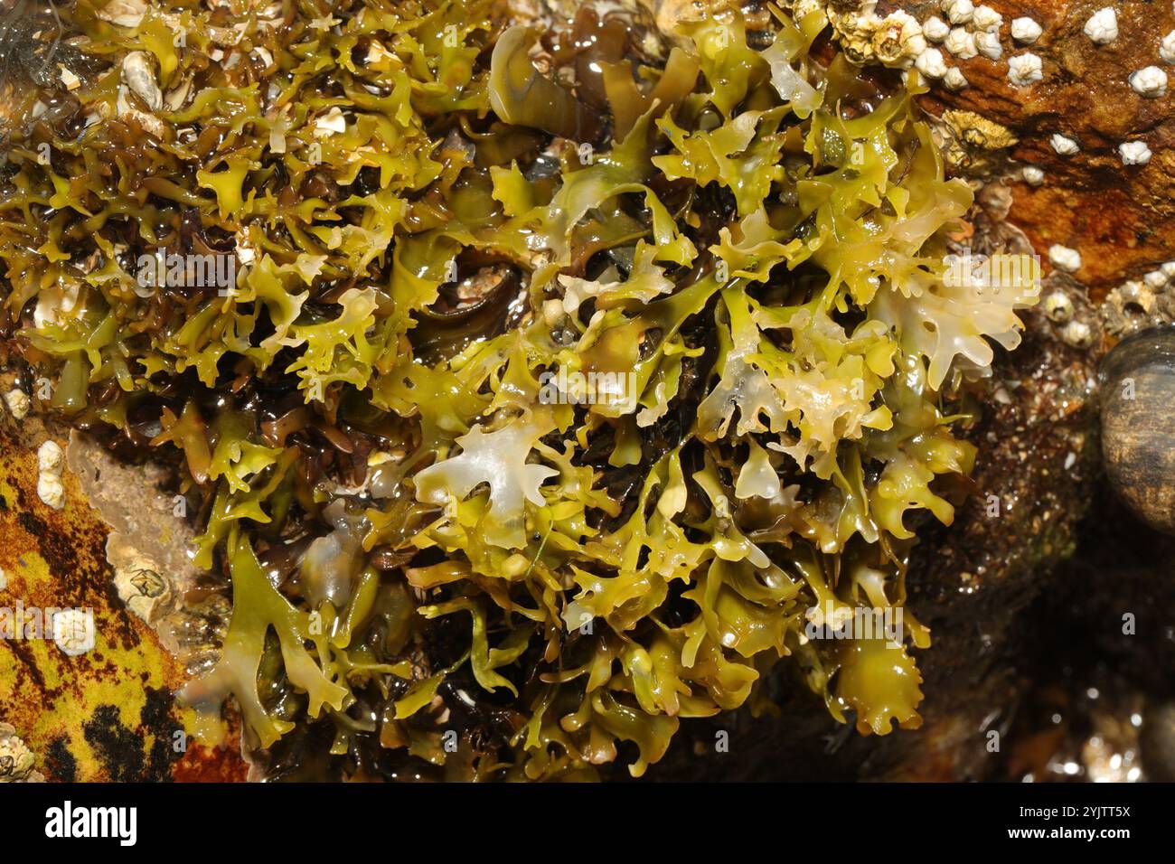 Irish Moss (Chondrus crispus Stock Photo - Alamy
