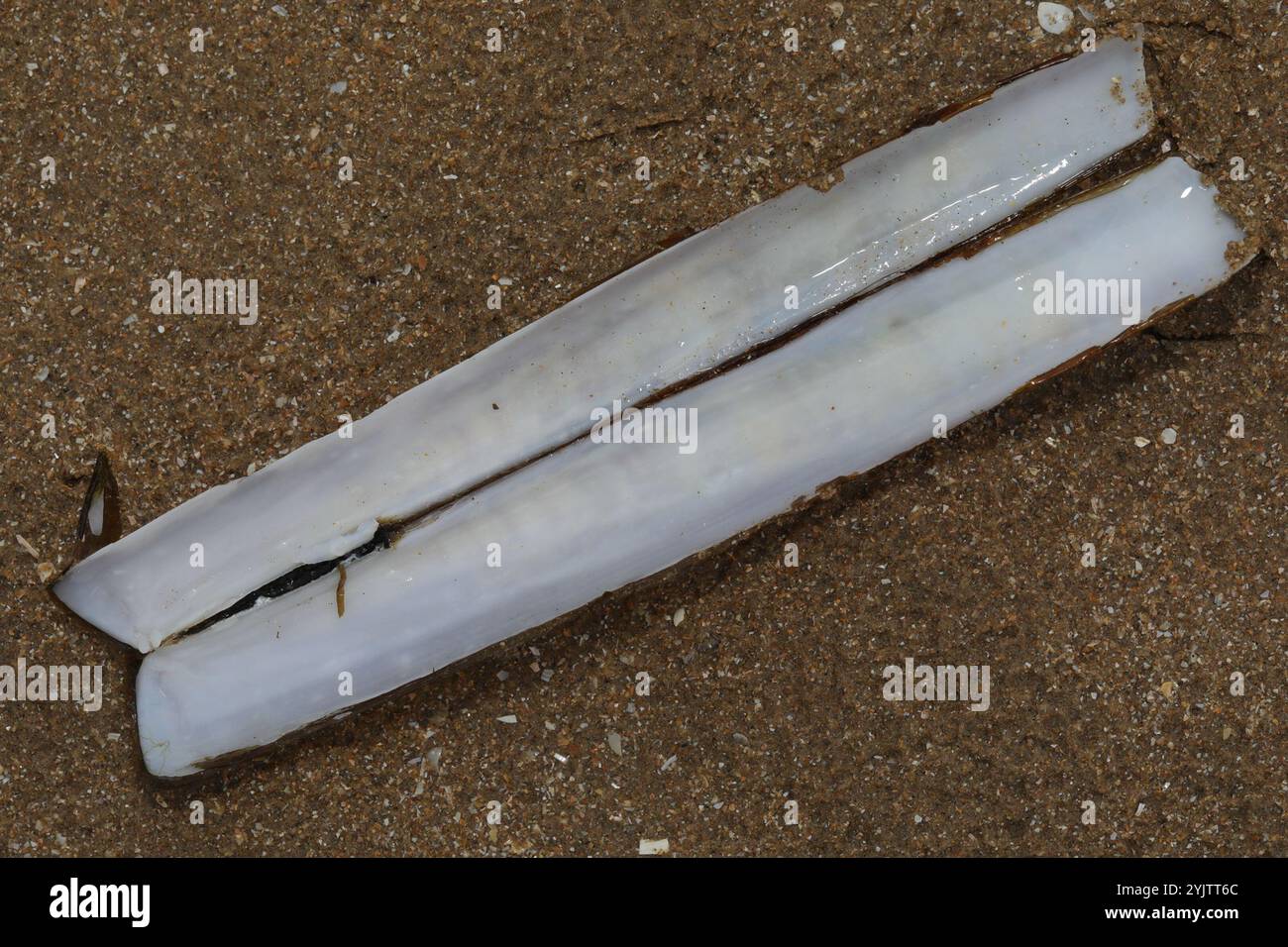 Ensis leei hi-res stock photography and images - Alamy