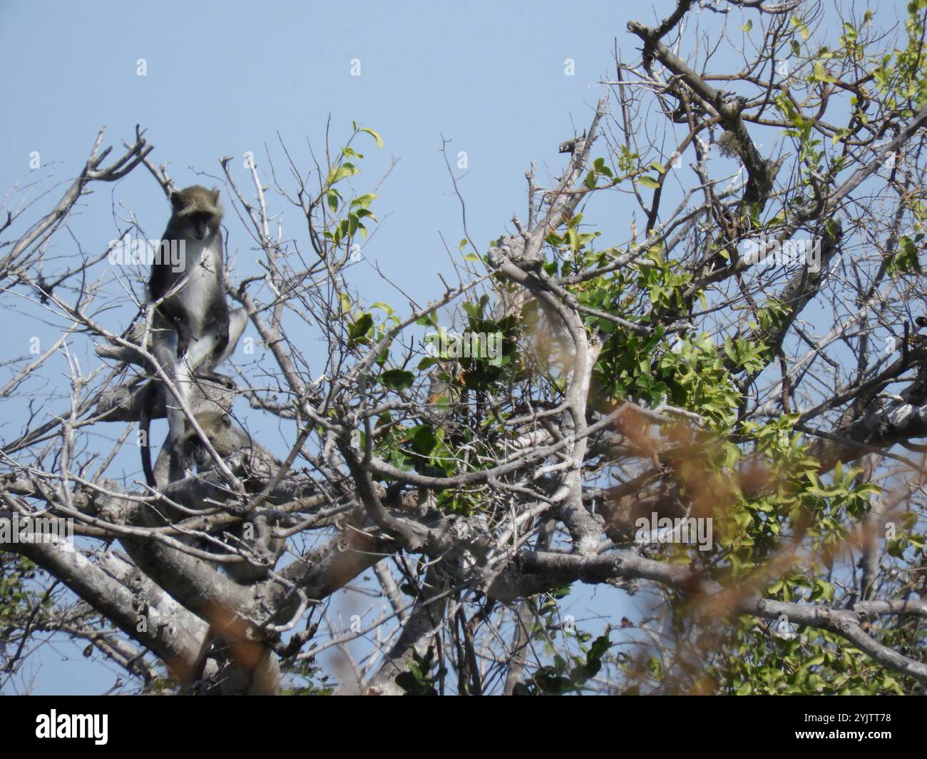 Blue Monkey (Cercopithecus mitis Stock Photo - Alamy