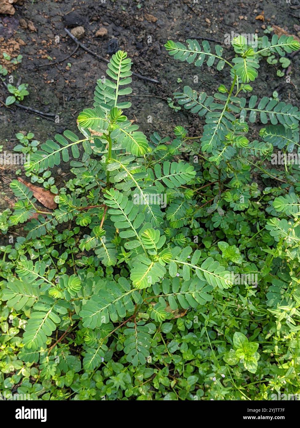 Chamberbitter (Phyllanthus urinaria Stock Photo - Alamy