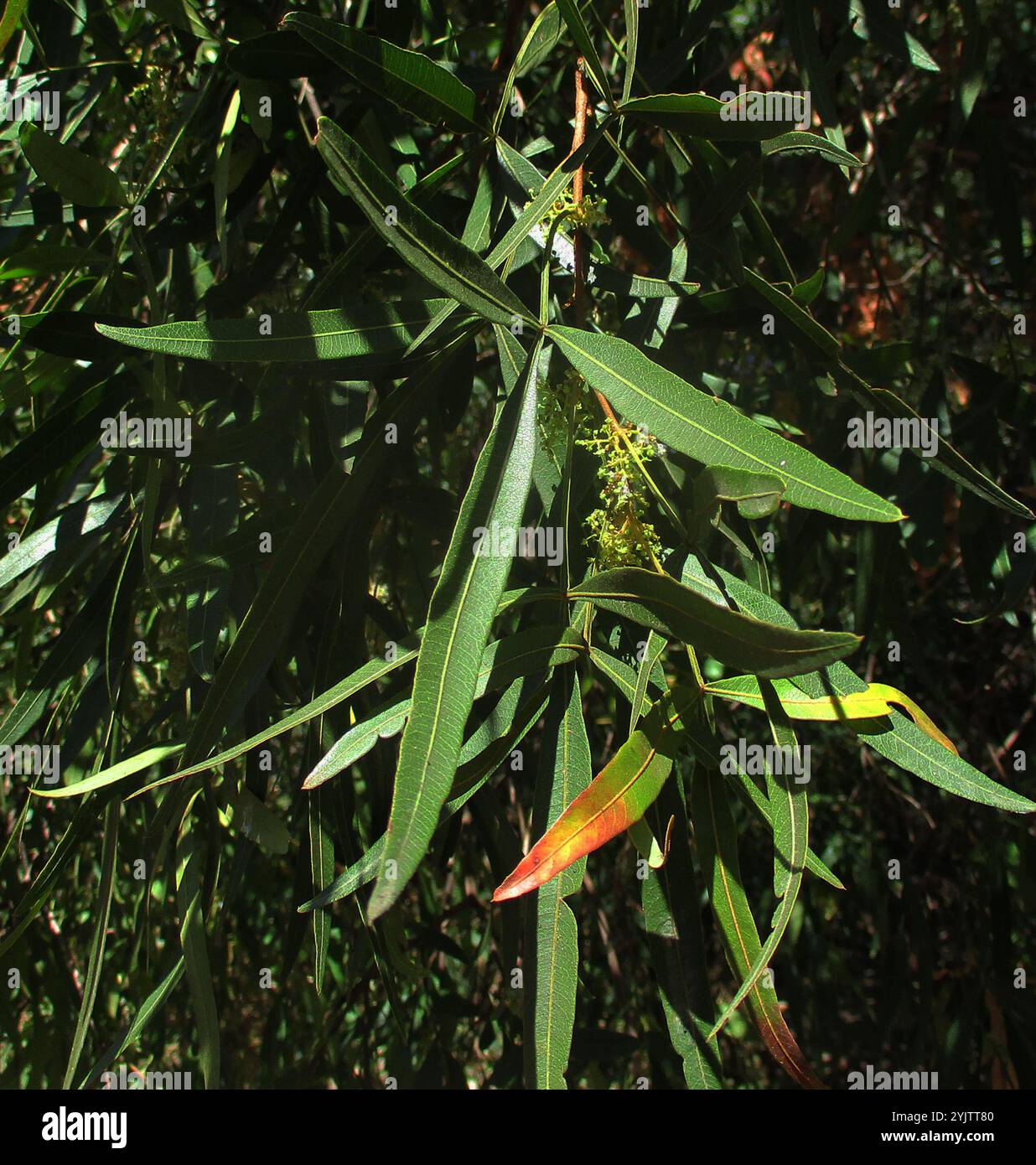 african sumac (Searsia lancea Stock Photo - Alamy