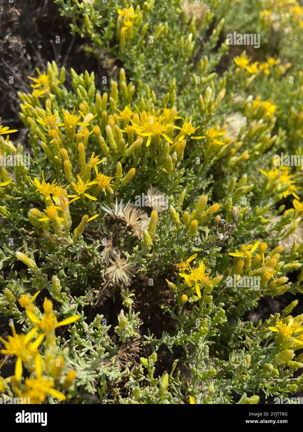 Ericameria ericoides hi-res stock photography and images - Alamy