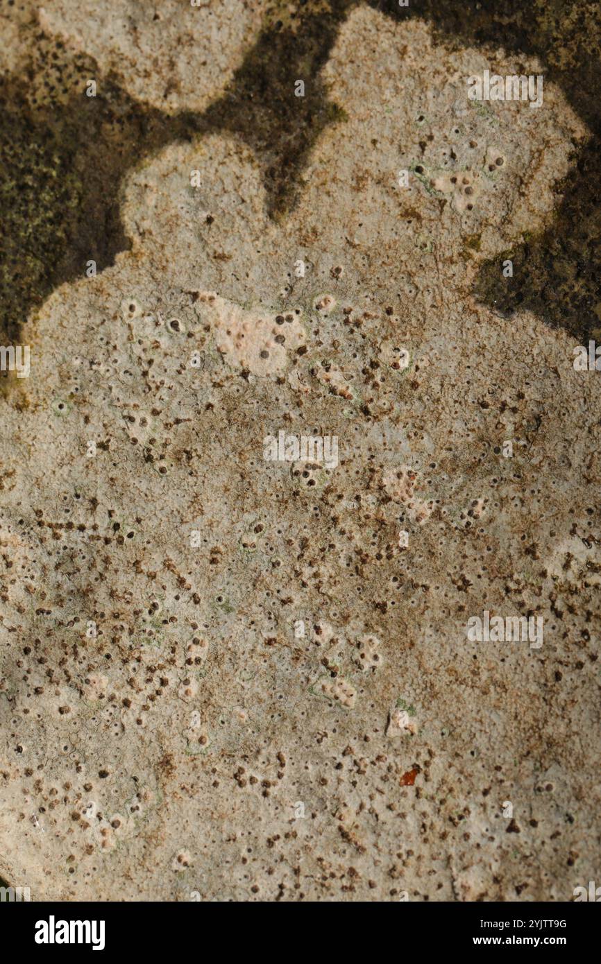 Tile Lichens (Lecidea Stock Photo - Alamy