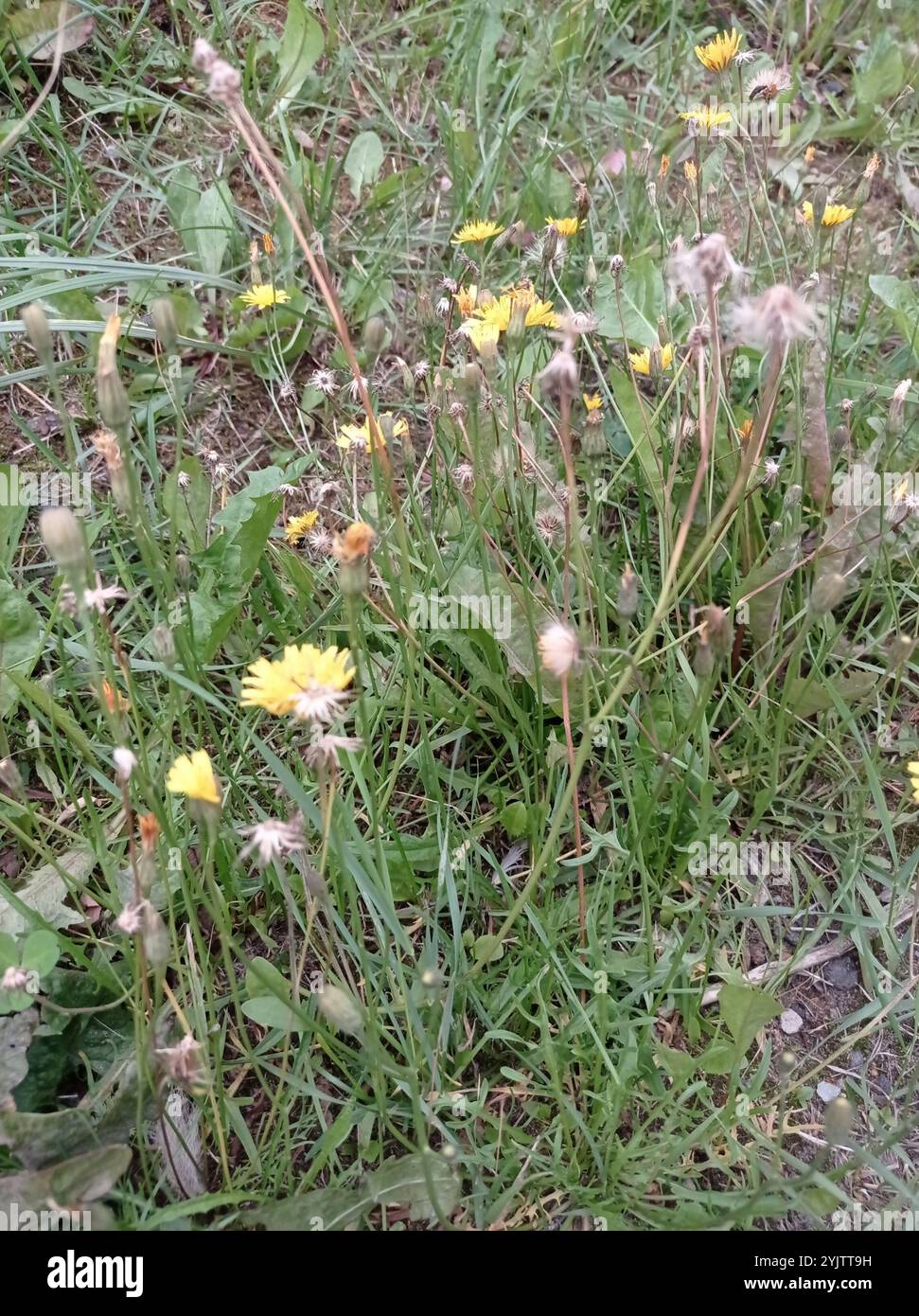 Autumn Hawkbit (Scorzoneroides autumnalis Stock Photo - Alamy
