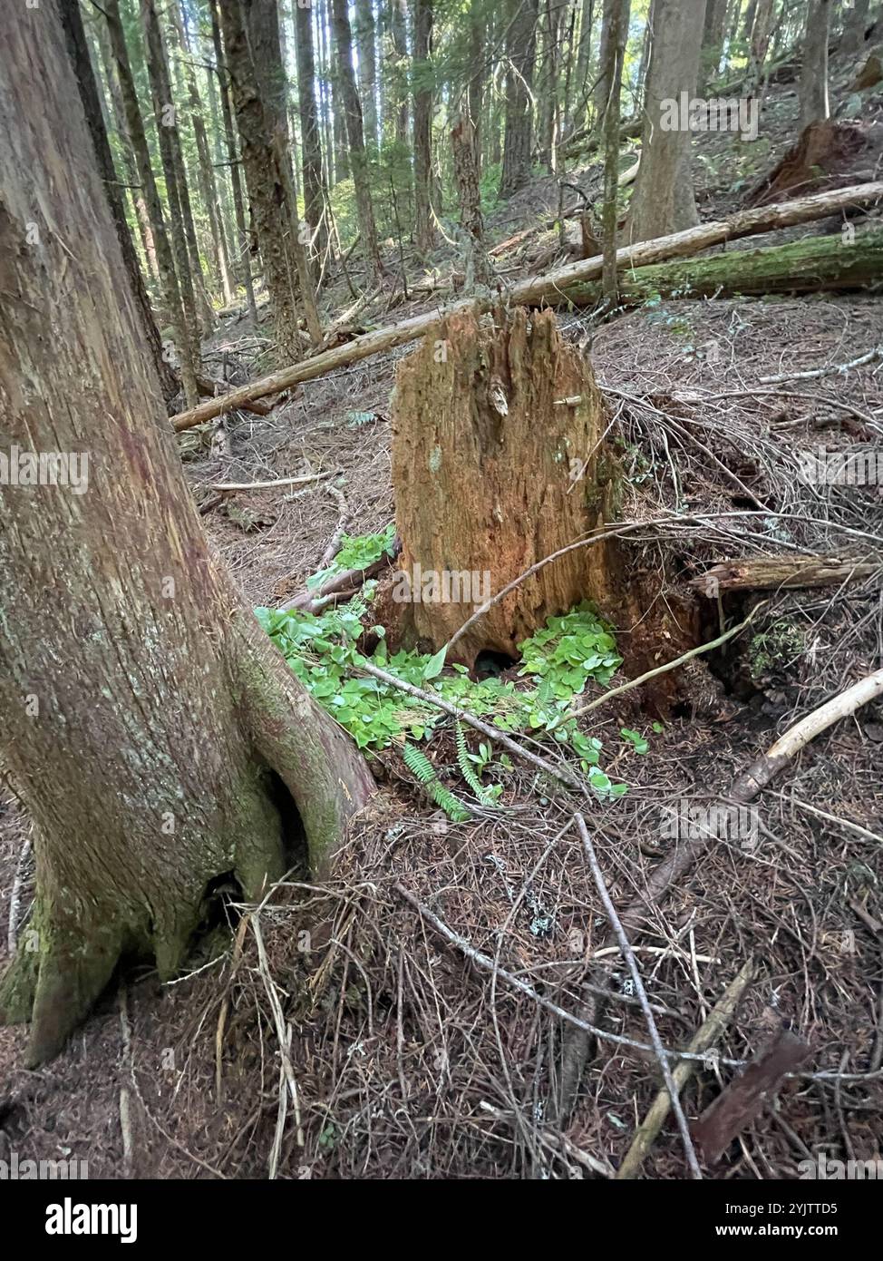 Mountain beaver aplodontia rufa hi-res stock photography and images - Alamy